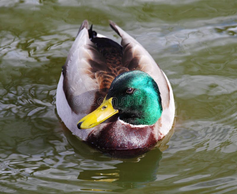 Mallard Drake on a Pond stock image. Image of beak, bill - 13439263