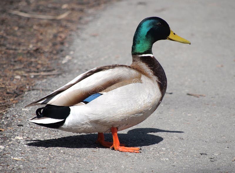 Mallard Drake Profile on Path Stock Photo - Image of nature, blue: 78116110