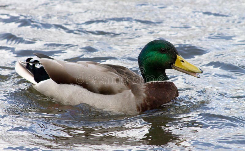Mallard Drake stock image. Image of green, marsh, pond - 38816991