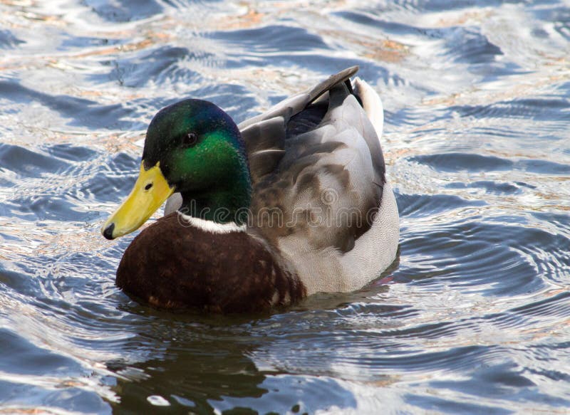 Mallard Drake stock image. Image of conservation, level - 38817147
