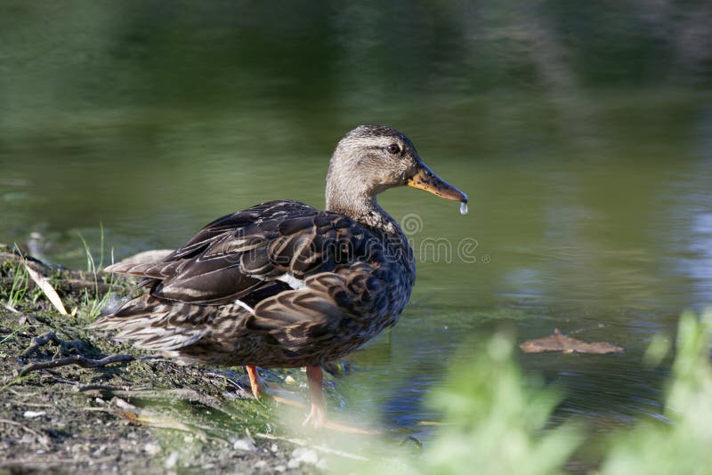 Mallard drinking stock photo. Image of female, mallard - 59709174