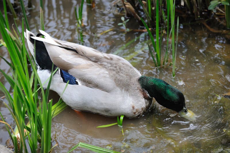 Mallard stock image. Image of floating, bank, drake, ducks - 30746541