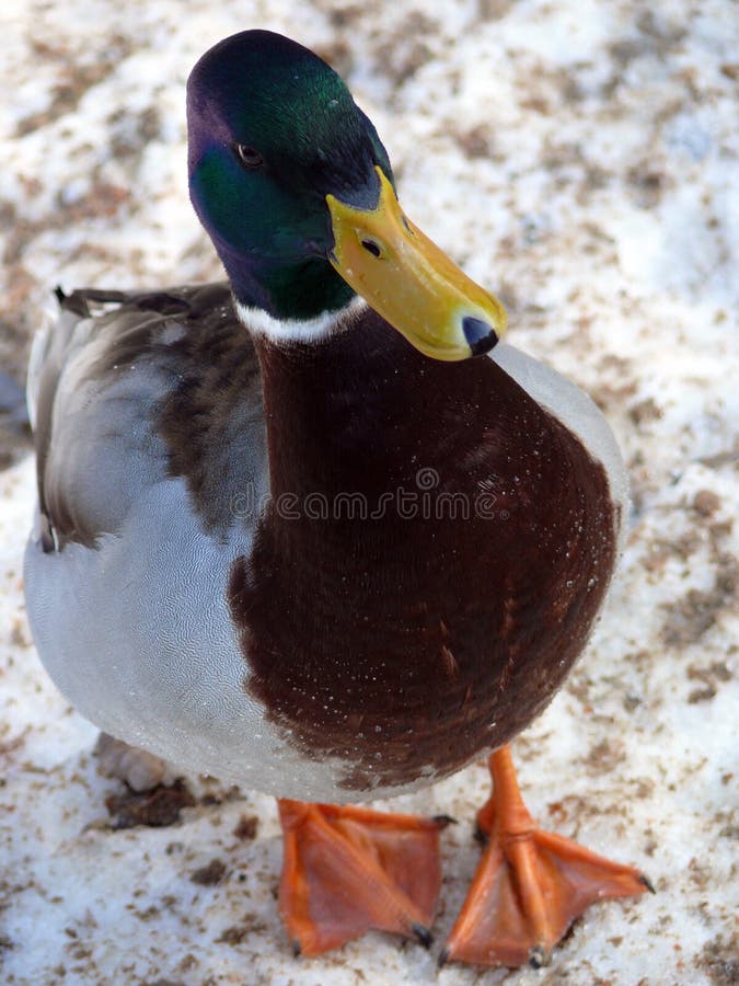 Mallard duck stock image. Image of swim, winter, feathers - 13212095
