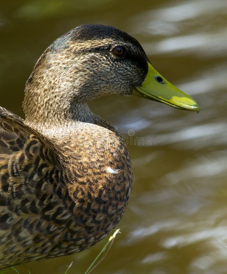Mallard Duck stock image. Image of drake, bird, hunting - 13367029