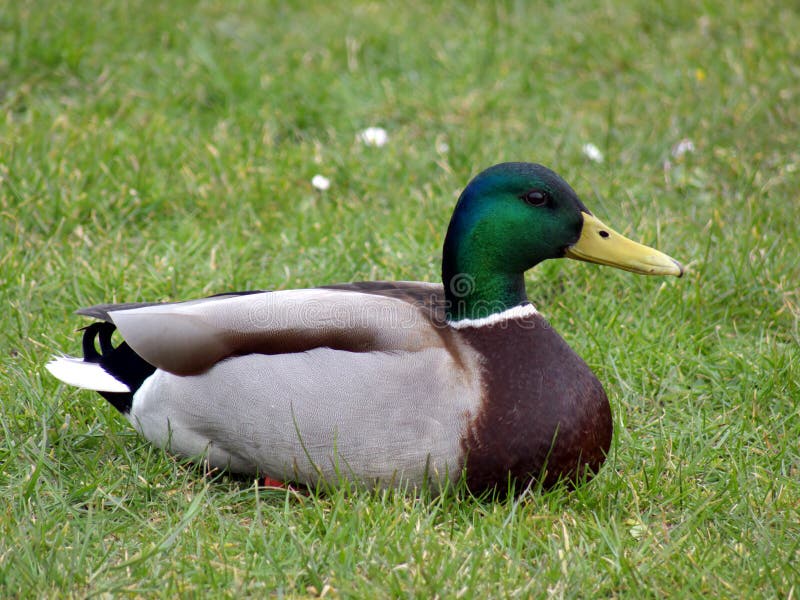High Resolution Mallard Duck Stock Photo - Image of color, flight: 891114