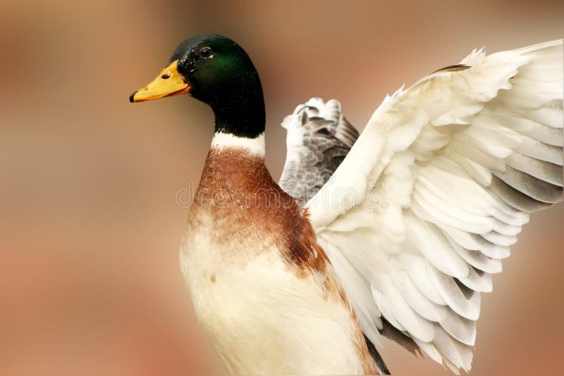 Mallard Duck stock photo. Image of duck, flap, spreading - 2664440