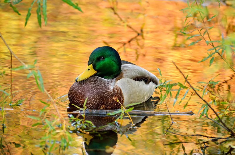 The mallard duck stock image. Image of beauty, fowl, colorful - 27032385