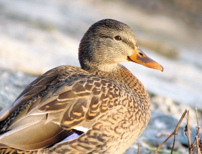 Layered Feathers Stock Photos - Free & Royalty-Free Stock Photos from ...