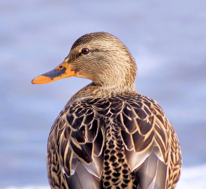 Mallard Duck Facing Left Stock Photos - Free & Royalty-Free Stock ...