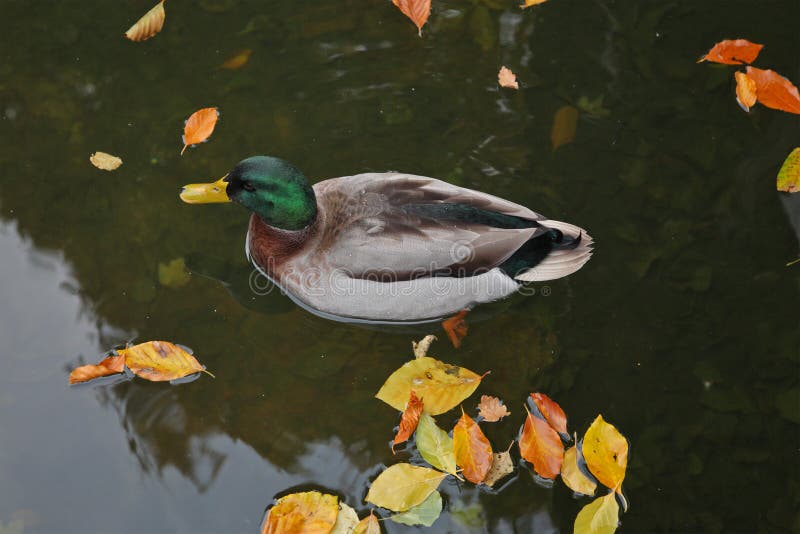Mallard Duck stock image. Image of beautiful, mallard - 38007625