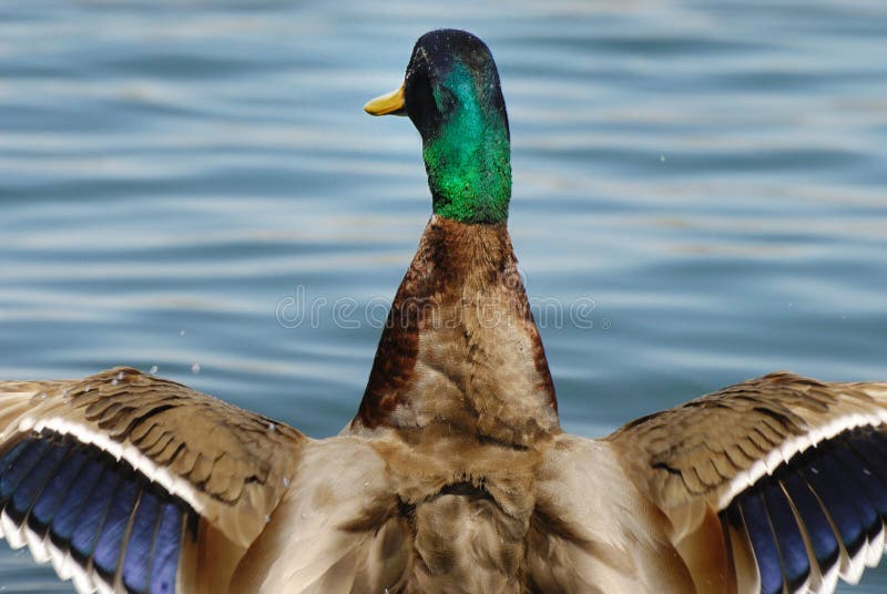 Mallard duck stock photo. Image of close, lake, water - 5047792