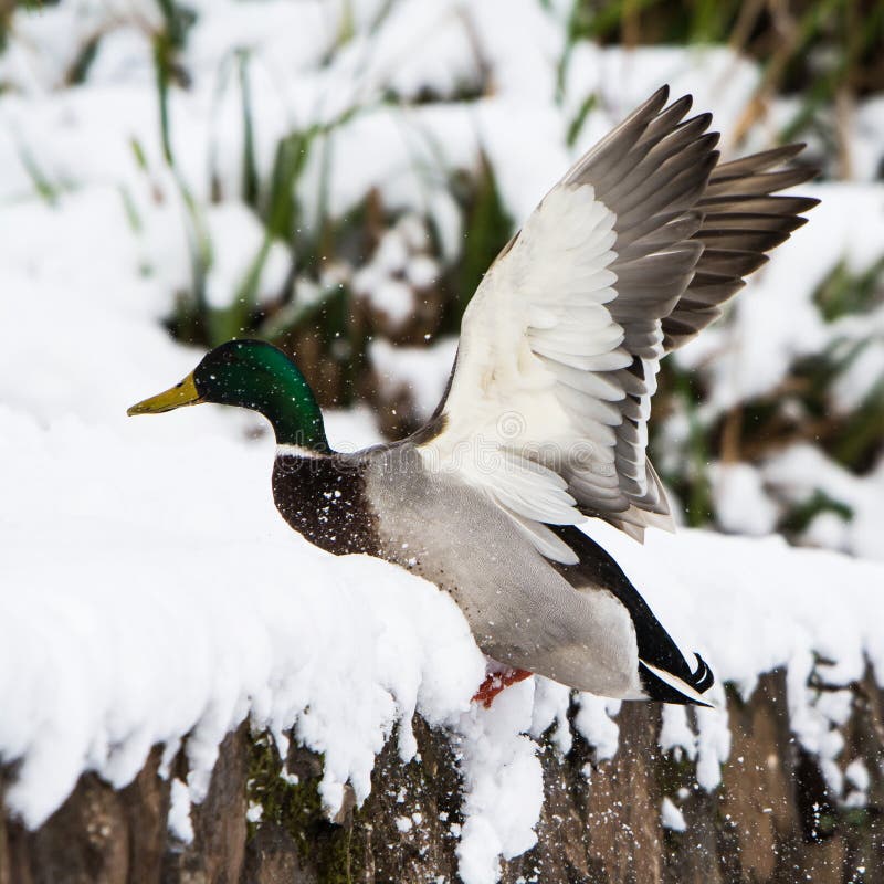 Mallard, Duck, Anas Platyrhynchos Stock Photo - Image of animals ...