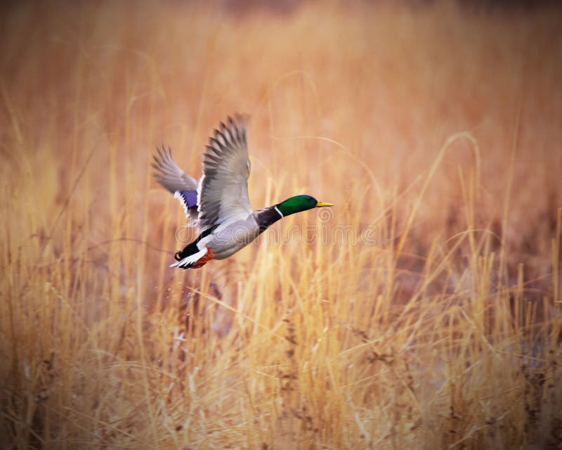 Mallard Duck (Anas Platyrhynchos) Taking Flight Out of a Marsh Stock ...