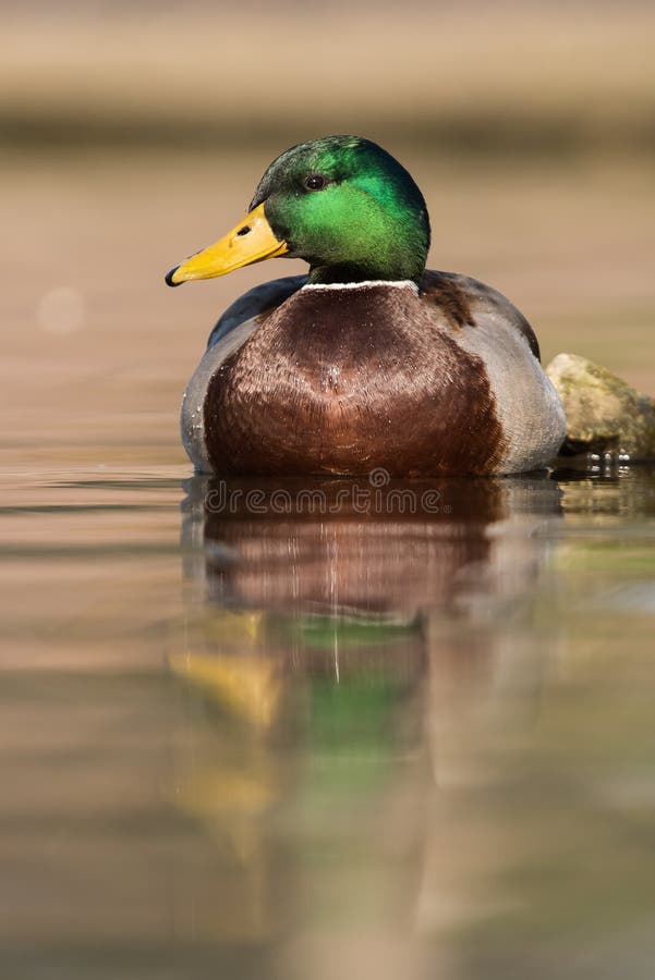 Mallard, Duck, Anas Platyrhynchos Stock Image - Image of anas, winter ...