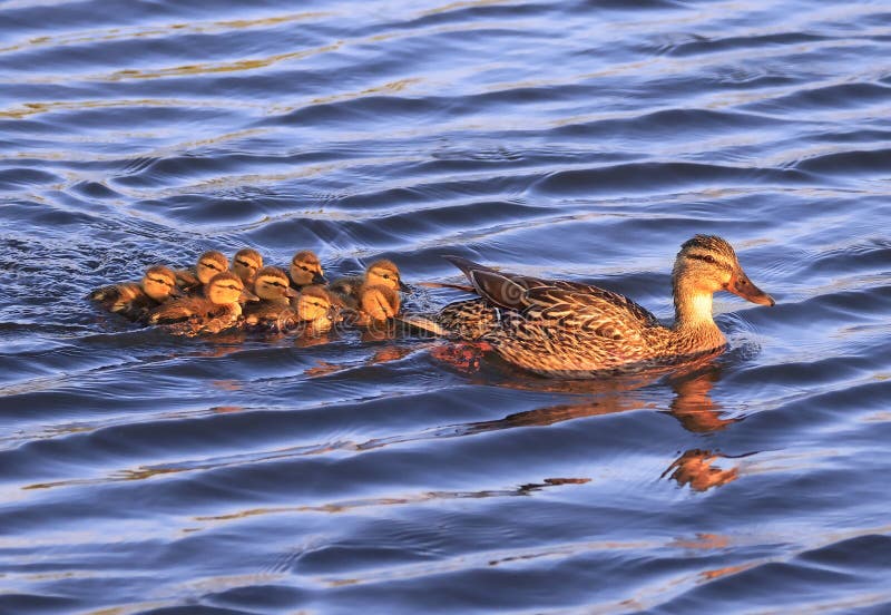 Mallard Duck Babies Floating on the Blue Lake Stock Photo - Image of ...