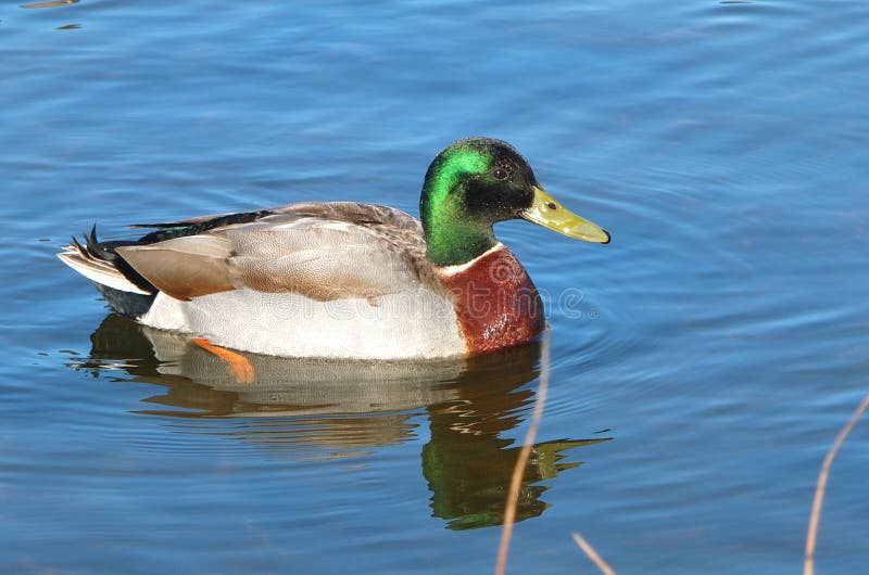 Mallard Duck stock image. Image of hunting, bright, bill - 42495533