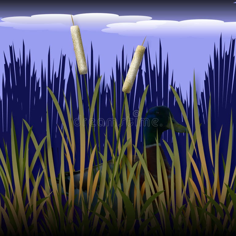 Mallard duck and cat tails stock illustration. Illustration of bird ...