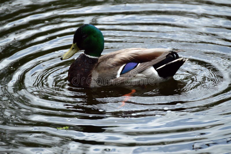 Mallard duck stock photo. Image of duck, birds, ducks - 54918194