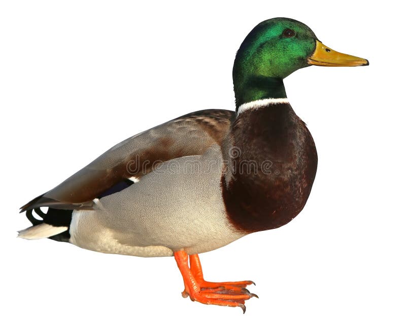 Mallard Duck with Clipping Path. Colourful Wild Duck Drake Isolated on ...