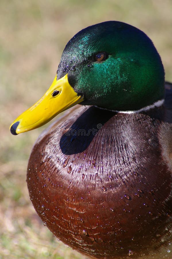 Mallard Duck close-up stock image. Image of water, bird - 1590213