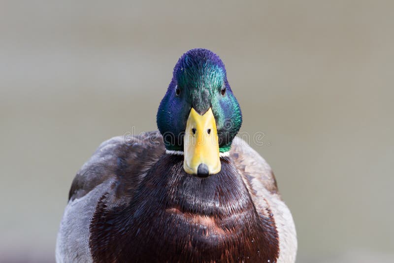 17,267 Mallard Duck Head Stock Photos - Free & Royalty-Free Stock ...