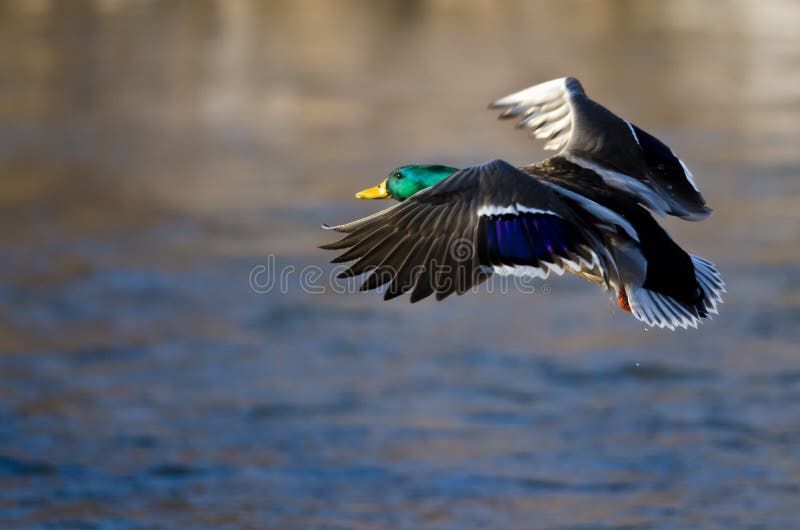 Mallard Duck Coming in for a Landing Stock Image - Image of america ...