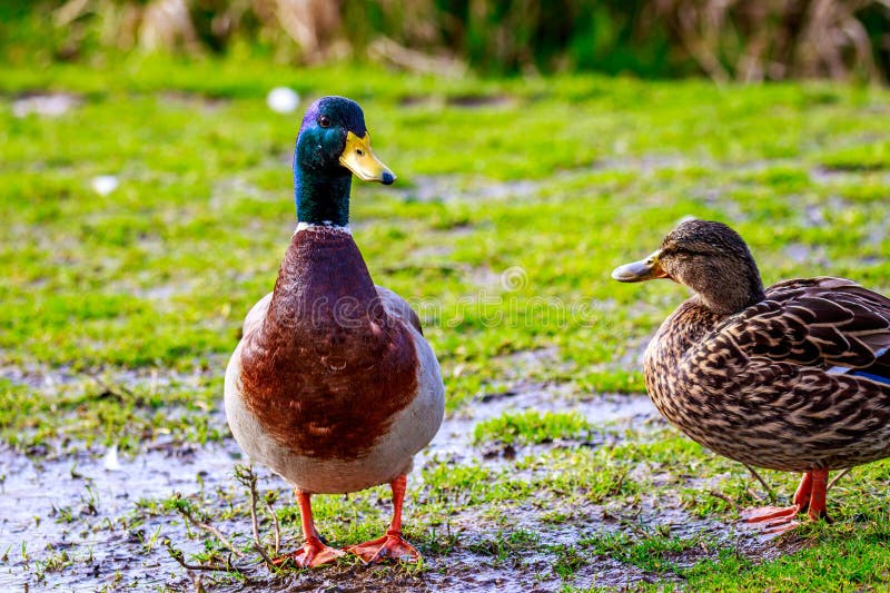 Mallard Duck Couple stock image. Image of thprd, tualatin - 69090735