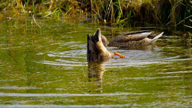 Duck with Bottom Sticking Out of Water Stock Footage - Video of water ...