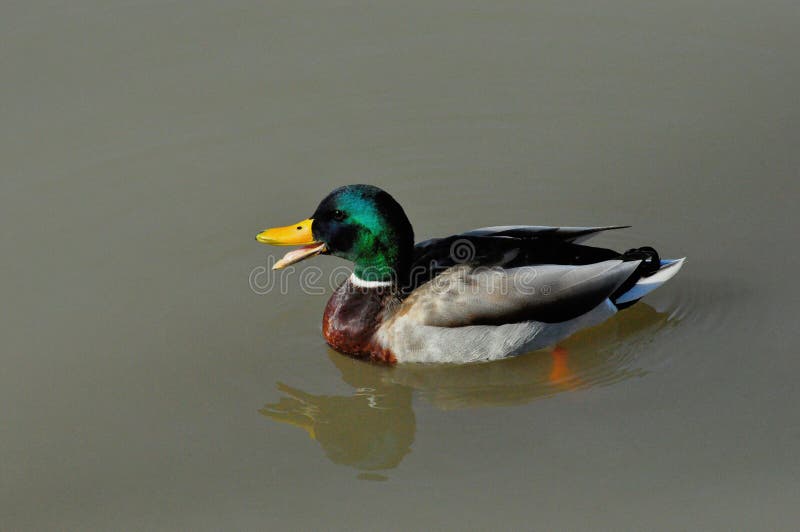Mallard duck quacking stock photo. Image of mountains - 6682844