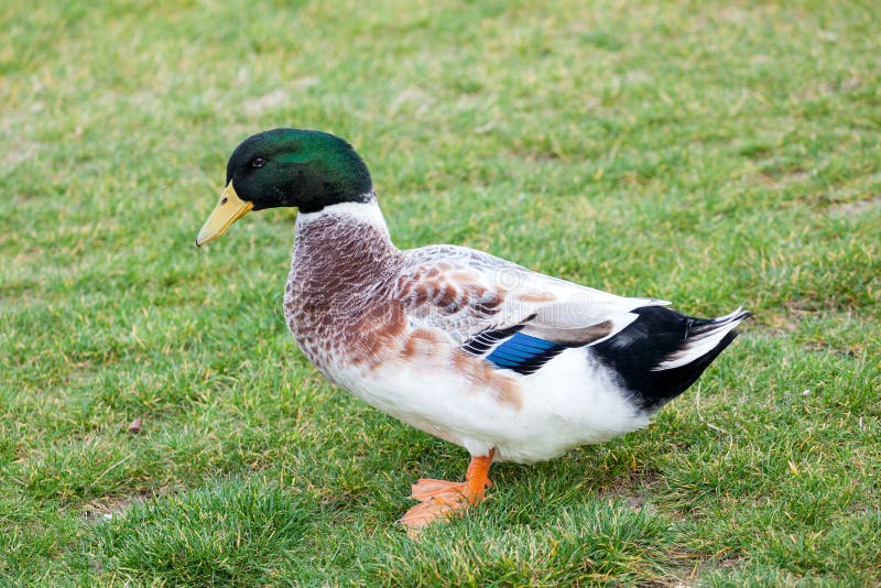 Mallard Duck, Drake, Standing on a Grass Stock Image - Image of feather ...