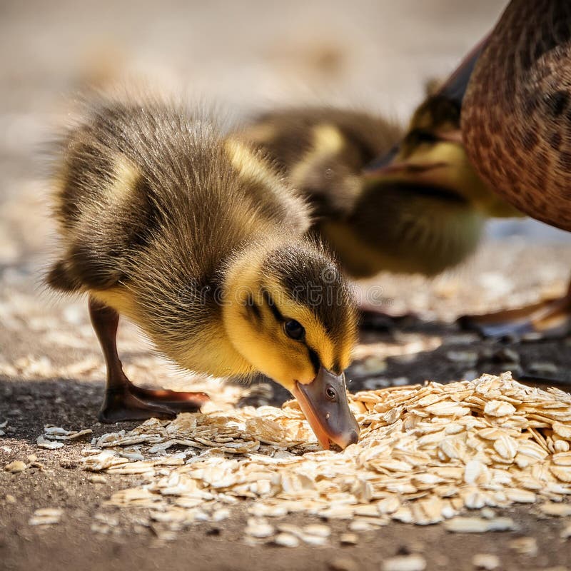 Mallard Duck Ducklings Eating Oat Flakes, AI Generated Stock ...