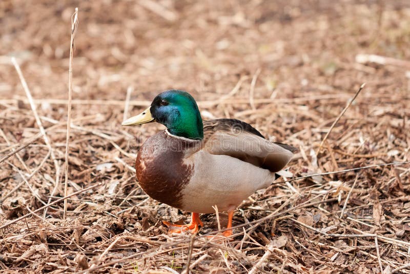 Mallard Duck in Early Spring Park. Stock Photo - Image of nature, male ...