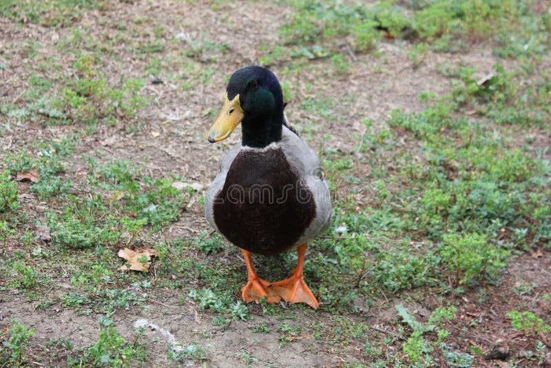 463 Duck Facing Stock Photos - Free & Royalty-Free Stock Photos from ...