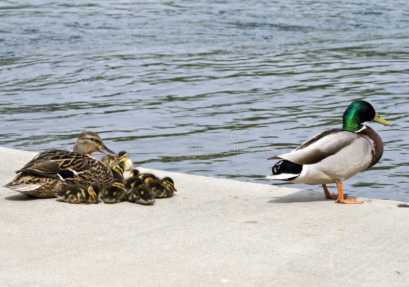Mallard Duck Family stock image. Image of mother, water - 5337273
