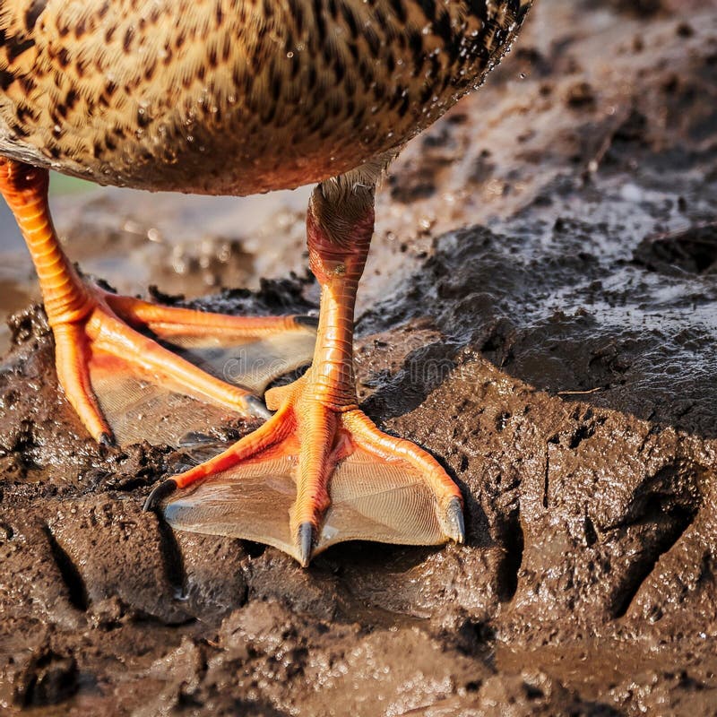 Mallard Duck Feet Footprints on the Mud, AI Generated Stock ...