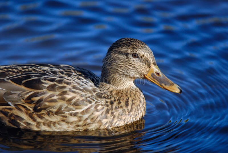 Mallard swimming in water. stock image. Image of natural - 115835097
