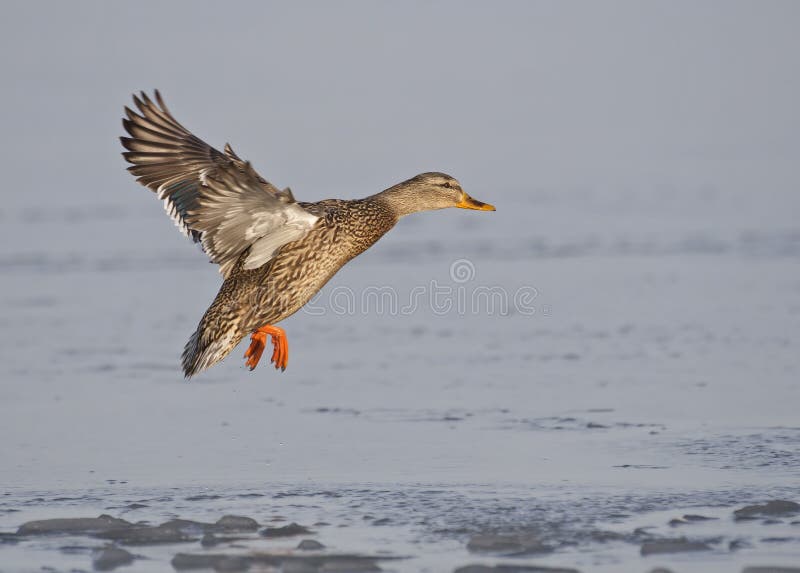 519 Duck Taking Off Stock Photos - Free & Royalty-Free Stock Photos ...