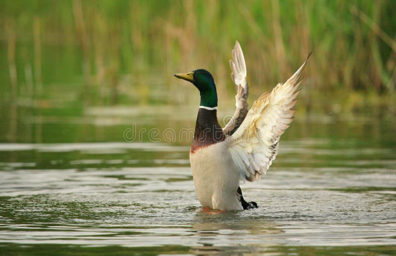 Mallard duck in a flap stock image. Image of flapping - 45903545
