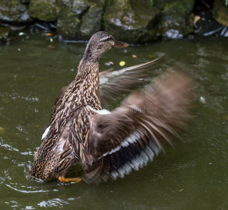 Mallard Duck Flapping Wings in a Pond. Stock Image - Image of active ...