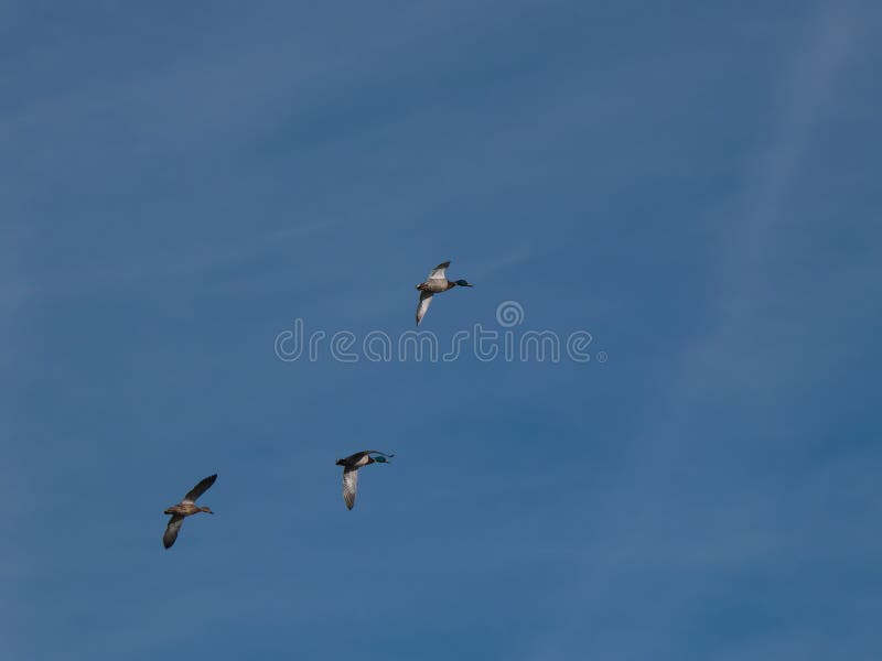 Mallard Duck in Flight in a City Park in Spain Stock Image - Image of ...