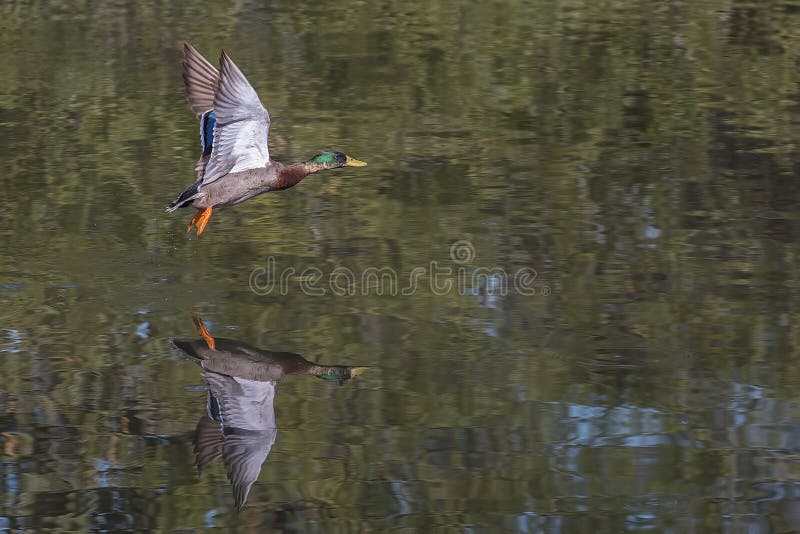 Mallard Duck in Flight stock photo. Image of waterbird - 91079998