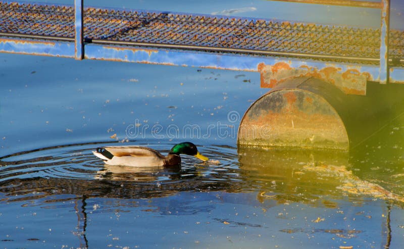 Duck Mallard in pond stock image. Image of nature, duck - 115172775