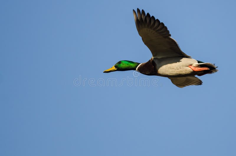 Mallard Duck Flying in a Blue Sky Stock Photo - Image of aquatic, male ...