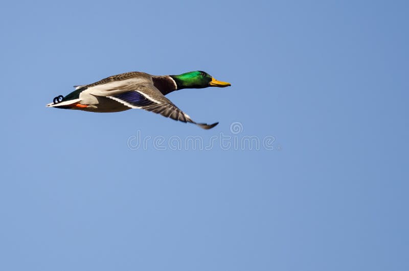 Mallard Duck Flying in a Blue Sky Stock Image - Image of animal ...