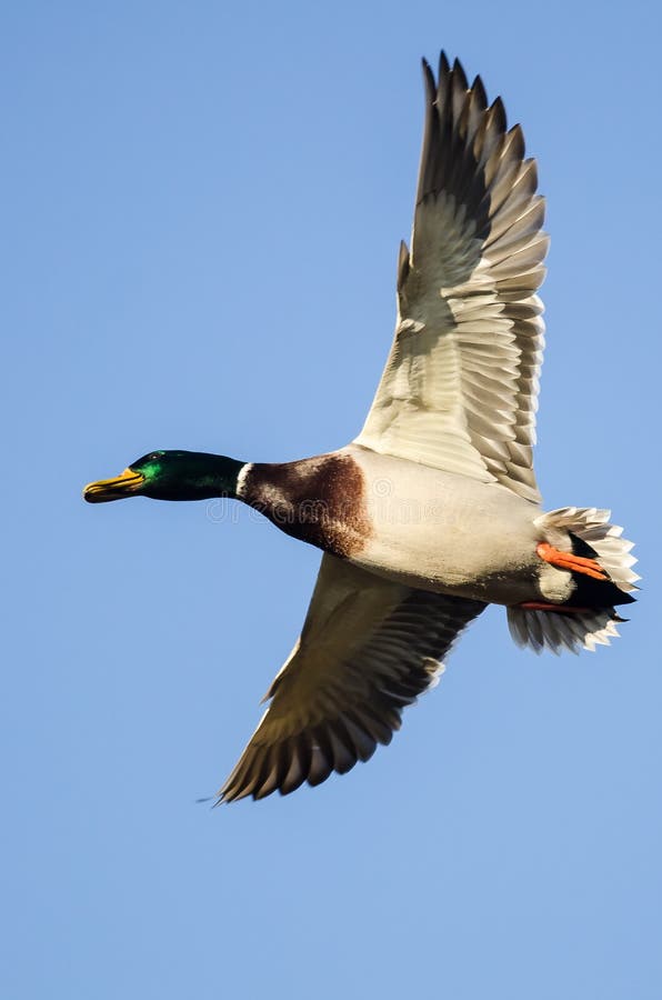 Mallard Duck Flying in a Blue Sky Stock Photo - Image of bird, circling ...