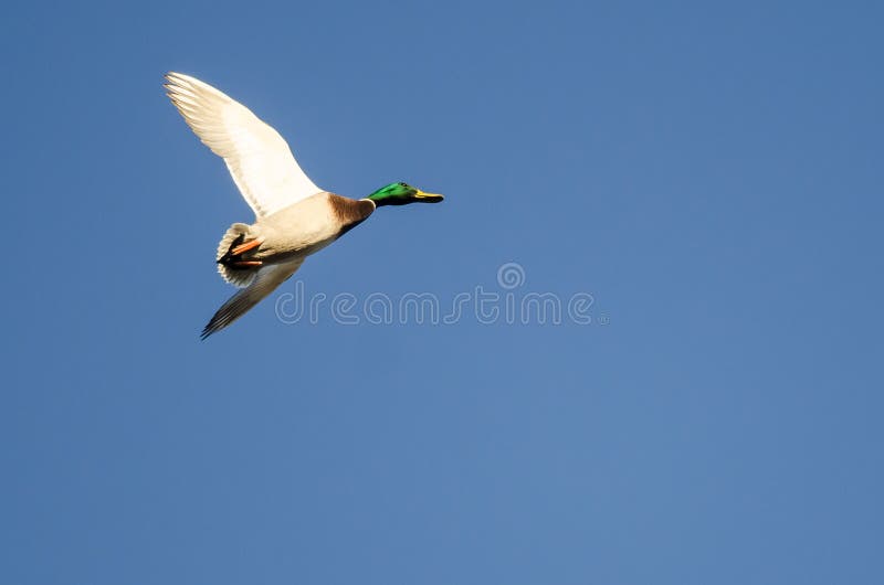 Mallard Duck Flying in a Blue Sky Stock Image - Image of mallard, green ...