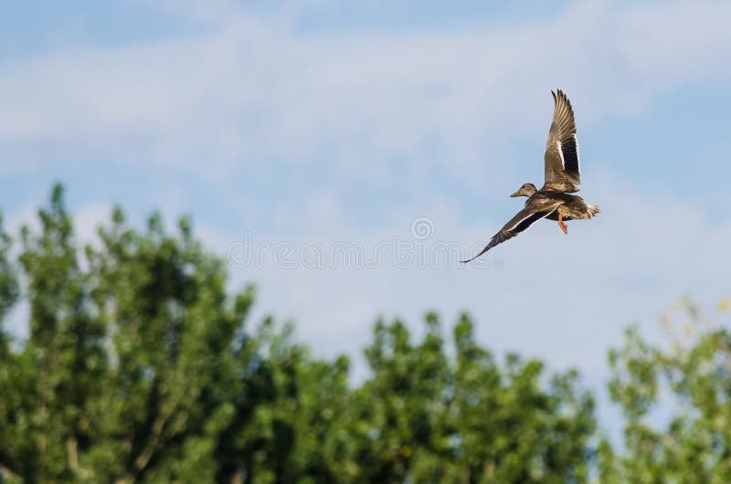 Mallard Duck Flying High Over the Marsh Stock Photo - Image of animal ...