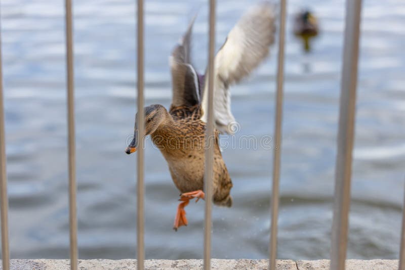 Mallard Duck Flying from Lake To Shore in the Park Stock Photo - Image ...