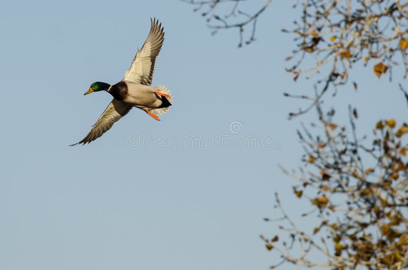 Mallard Duck Flying Low Over the Autumn Trees Stock Image - Image of ...