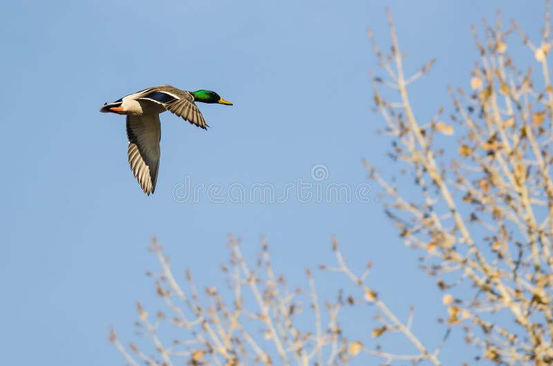 Mallard Duck Flying Low Over the Autumn Trees Stock Image - Image of ...